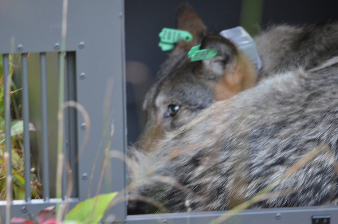 First wolves relocated to Isle Royale National Park | News, Sports ...